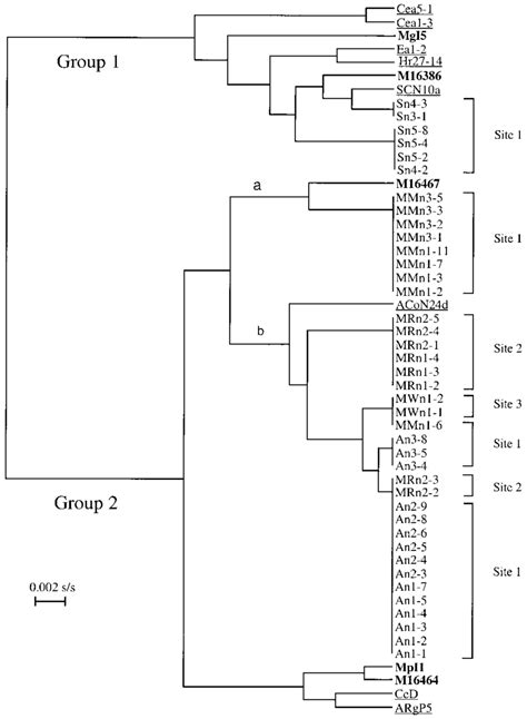 Phylogenetic Tree Based On Pcr Rflp Patterns Analyzed With The Upgma Download Scientific