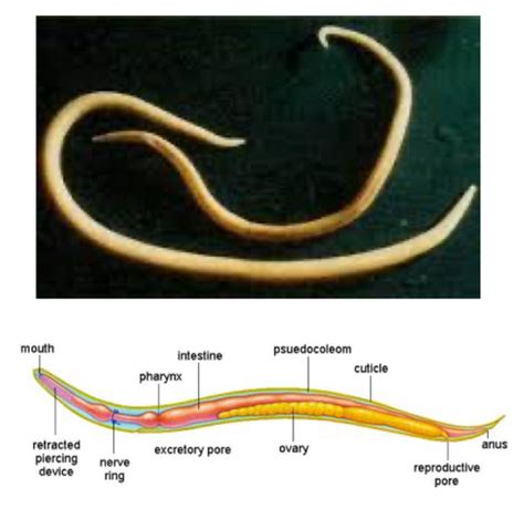 Unit 10 Smaller Ecdysozoans Flashcards Quizlet