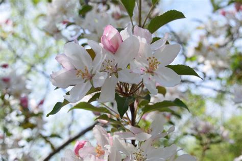 Tree Pollen Season Everything You Need To Know