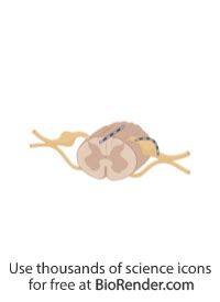 Free Spinal Cord Cross Section With Nerve Roots And Stimulation Leads Icons Symbols Images