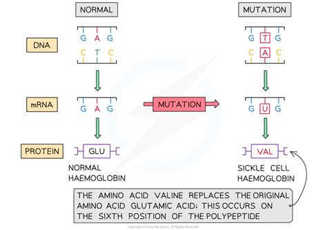 Mutation DP IB Biology SL Revision Notes