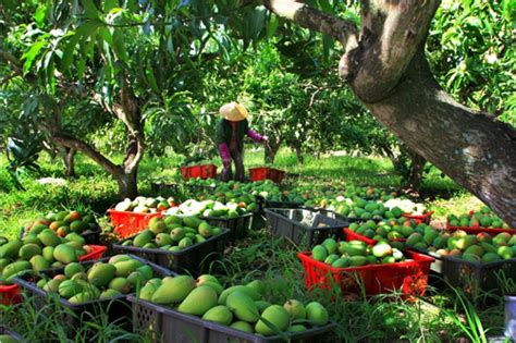 芒果图片采摘芒果图片大山谷图库