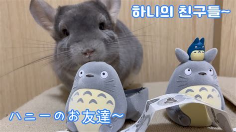 チンチラ ハニーのお友達친칠라 하니의 친구들 YouTube