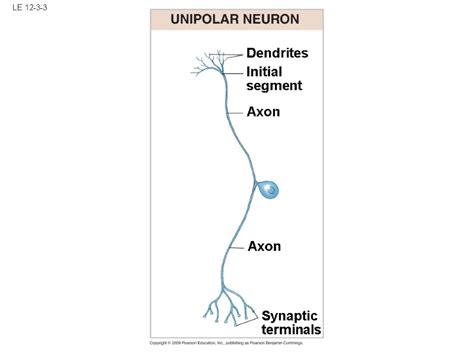 LE Dendrites Perikaryon Nucleus Cell Body Axon