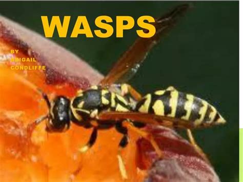 Ppt Wasps Powerpoint Presentation Free Download Id2454835