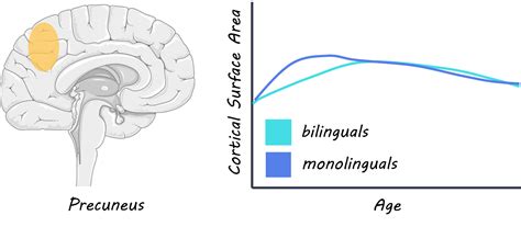 Bilingual Brain Vs Monolingual Brain