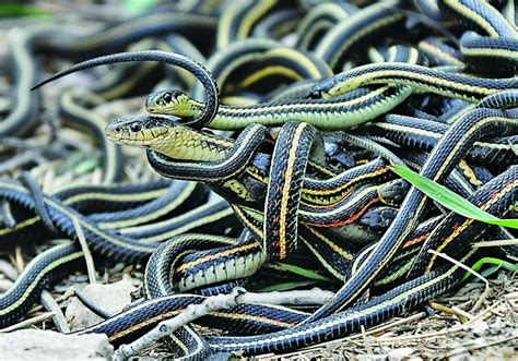 Snake Sex Thwarted By Disguised Hormones