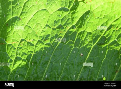 Fractal Leaf Patterns Stock Photo Alamy