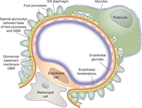 Glomerular Basement Membrane Layers