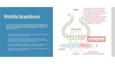 Wobble Hypothesis Pptx