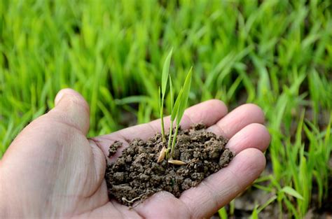 클로즈업 논 식물 토양 힙 에 씨앗 은 초점 녹색 배경에서 넘겨 개념에 대한 스톡 사진 및 기타 이미지 개념 개념과 주제 개발 Istock