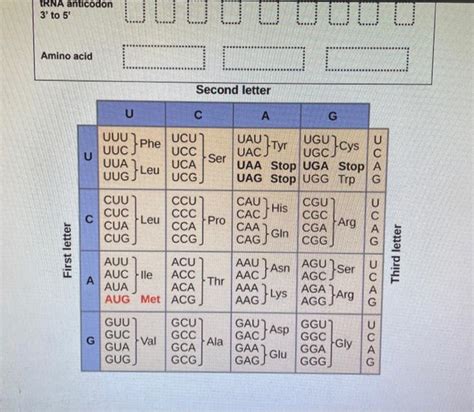 Solved Use The Codon Table Provided To Fill In The Following Chegg Com