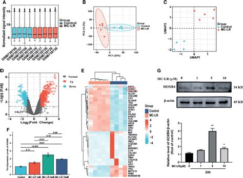 Hoxb4 Mis Regulation Induced By Microcystin Lr And Correlated With Immune Infiltration Is