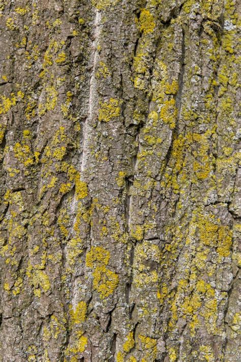 Bark With Moss Stock Photo Image Of Closeup Natural 112812266