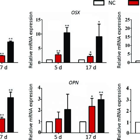 Mrna And Protein Expression Of Runx2 And Osterix By Zn A Nuclear Download Scientific Diagram