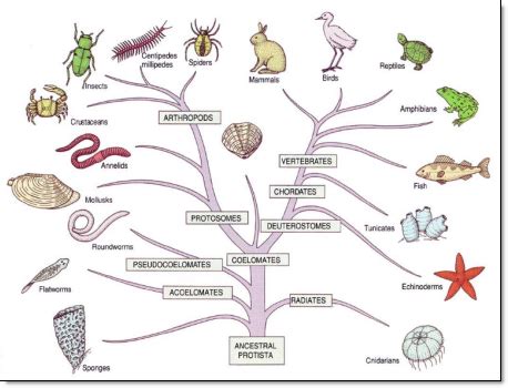 Jing Reed S Musings From Thailand Charles Darwin And The Tree Of Life