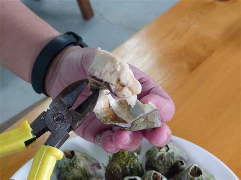 海中威而鋼藤壺汆燙上桌 鮮甜滋味獲譽窮人的龍蝦 旅遊頻道 三立新聞網 SETN