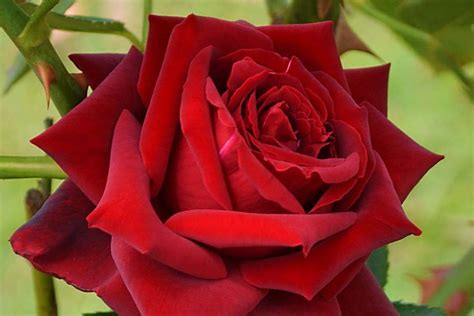 Rose Plants Catalogue Greengate Calgary