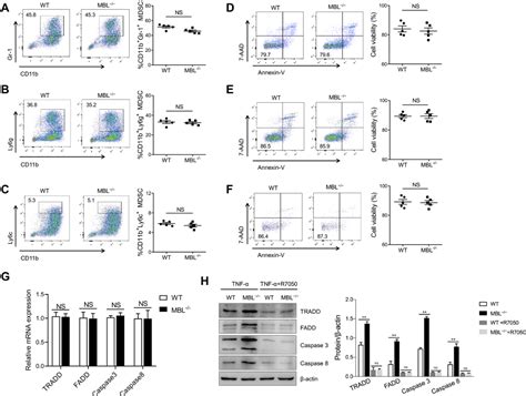 Figure 1 From Mannan Binding Lectin Deficiency Limits Inflammation