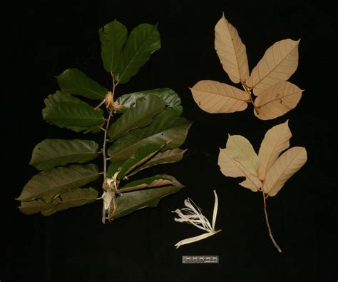 Pterospermum Diversifolium Cerlin Ng Flickr