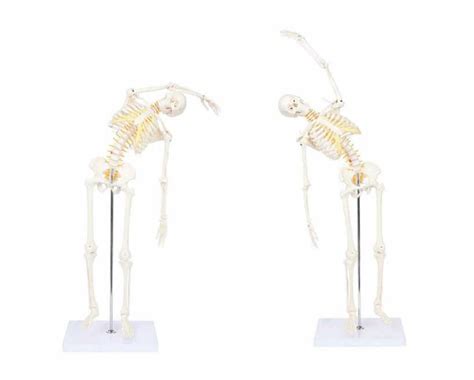 Mini Skeleton Model 85cm Flexible Medentrx