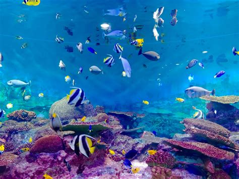 Acuario de Sevilla - ELSS Group Ltd