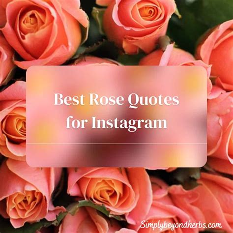 250 Best Lavender Quotes And Captions To Inspire You Simplybeyondherbs