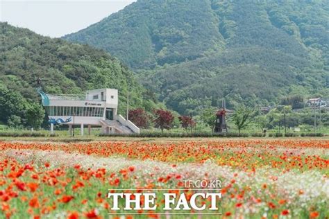 하동 북천 꽃양귀비 축제…16~25일 직전마을 일원서 개최 전국 기사 더팩트