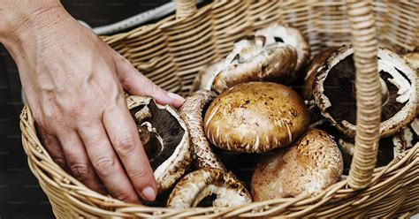 안에 버섯이 들어있는 나무 바구니를 들고 있는 손의 근접 촬영 사진 Unsplash의 사진술 이미지