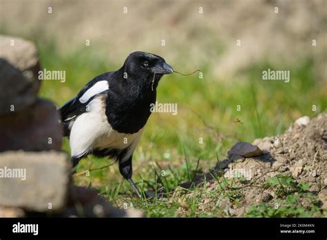A Common Magpie Pica Pica Walking And Searching For Nesting Material