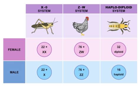 3 2 3 Biological Sex And Karyograms Flashcards Quizlet