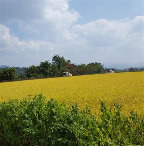철원신문사 쓰레기투기 현장 주민의 힘으로 탈바꿈 주민들 만족감 높아졌다는 평가 캡션1 쓰레기 불법 투기가 빈번해 각종 쓰레기들이 쌓여 있다 캡션2 이평1리