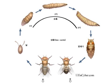 초파리 한살이 네이버 블로그