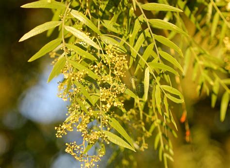Schinus Molle Peruanischer Pfeffer Kalifornischer Pfefferbaum