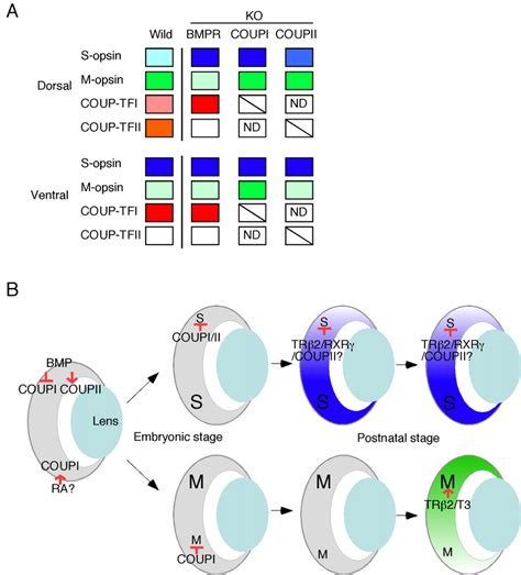 Model Of The Regulation Of Opsin Spatial Expression In Mice A