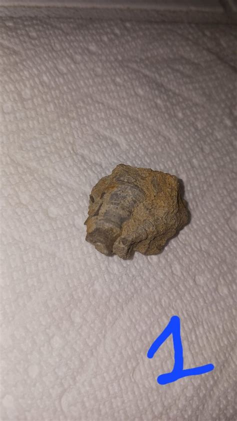 Fossil Identification R Fossilid