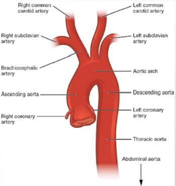 Human Arteries Diagram