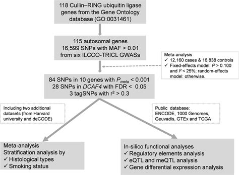 Workflow Of The Study Download Scientific Diagram Workflow Of The Study Download Scientific Diagram