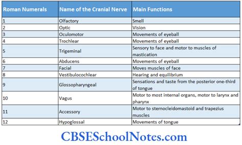 Cranial Nerves Nuclei Anatomy Notes CBSE Babe Notes