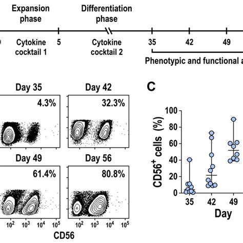 Genetically Engineered K562 Feeder Cells For Expansion Of Nk Cells A