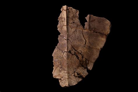Ancient Time Capsule Scientists Discover Dna In 6 Million Year Old