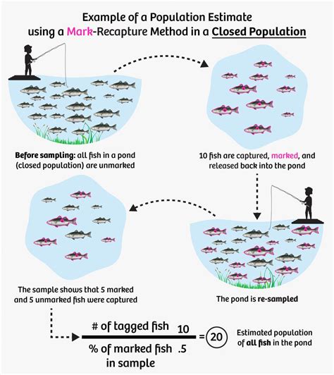 One Fish Two Fish Using Mark Recapture To Estimate Population Size Fishbio Fisheries One Fish Two Fish Using Mark Recapture To Estimate Population Size Fishbio Fisheries