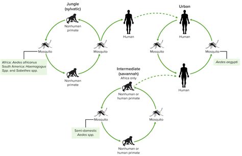 Yellow Fever Virus Concise Medical Knowledge