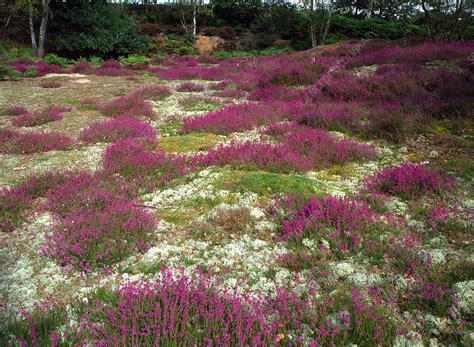 Bell Heather Stock Image B8550022 Science Photo Library