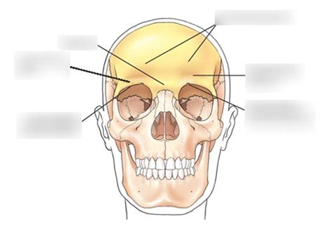 Frontal Bone Squamous Portion Diagram Quizlet
