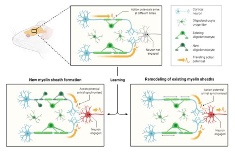 Myelin Sheath Formation And Remodeling In Learning BioRender Science Templates