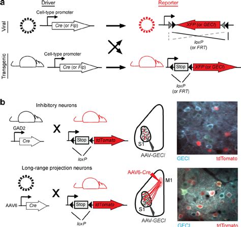 In Vivo Two Photon Calcium Imaging Of Neuronal Activity A Schematic