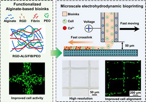 西安交大贺健康等 功能化海藻酸钠墨水细胞静电打印微米精度活性结构改善细胞铺展与定向效果 Yan Al Et