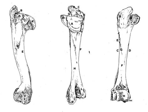 Unknown Bone Fossil Id The Fossil Forum