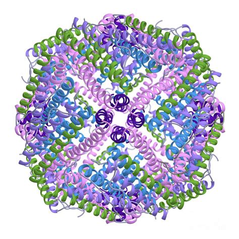 Ferritin Iron Storage Protein Molecule By Greg Williams Science Photo